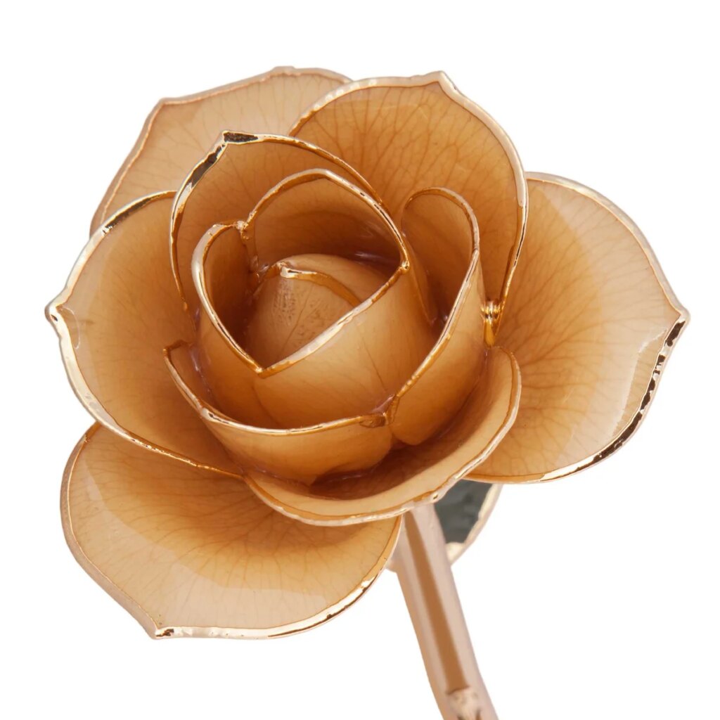 Sweet Cream Gold Dipped Rose